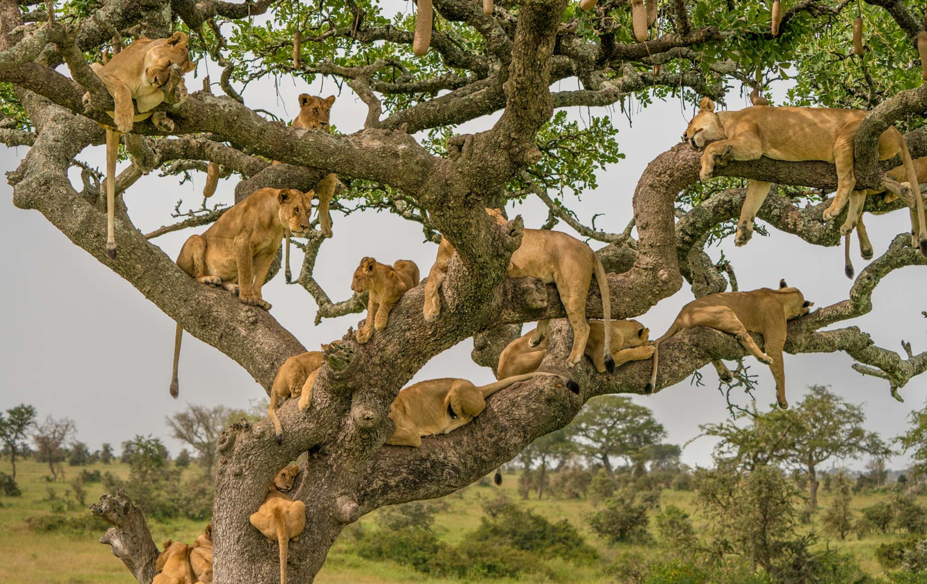 Big cats in Uganda