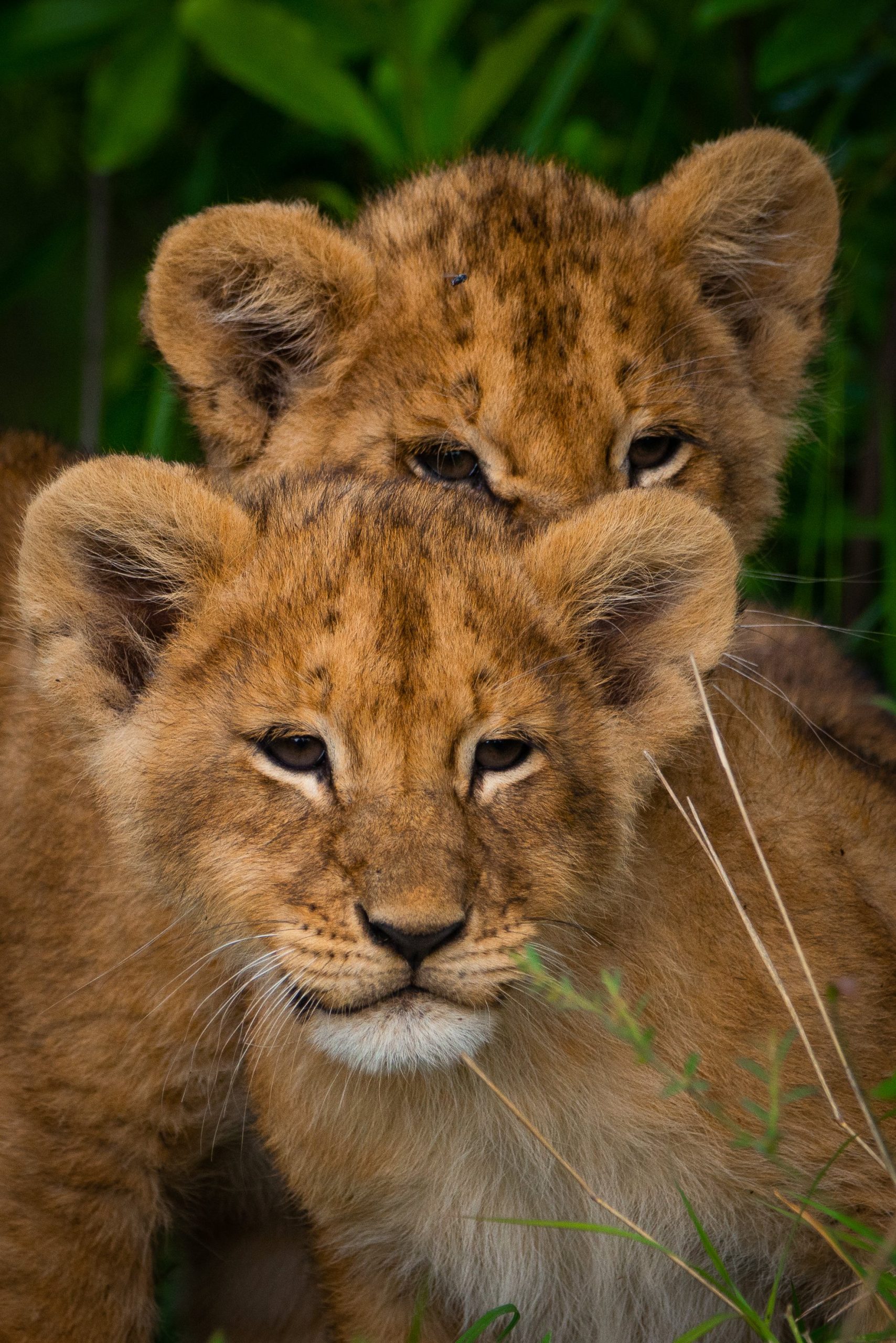 Wildlife safaris in Uganda 2023 - Uganda Wildlife safaris - Acacia